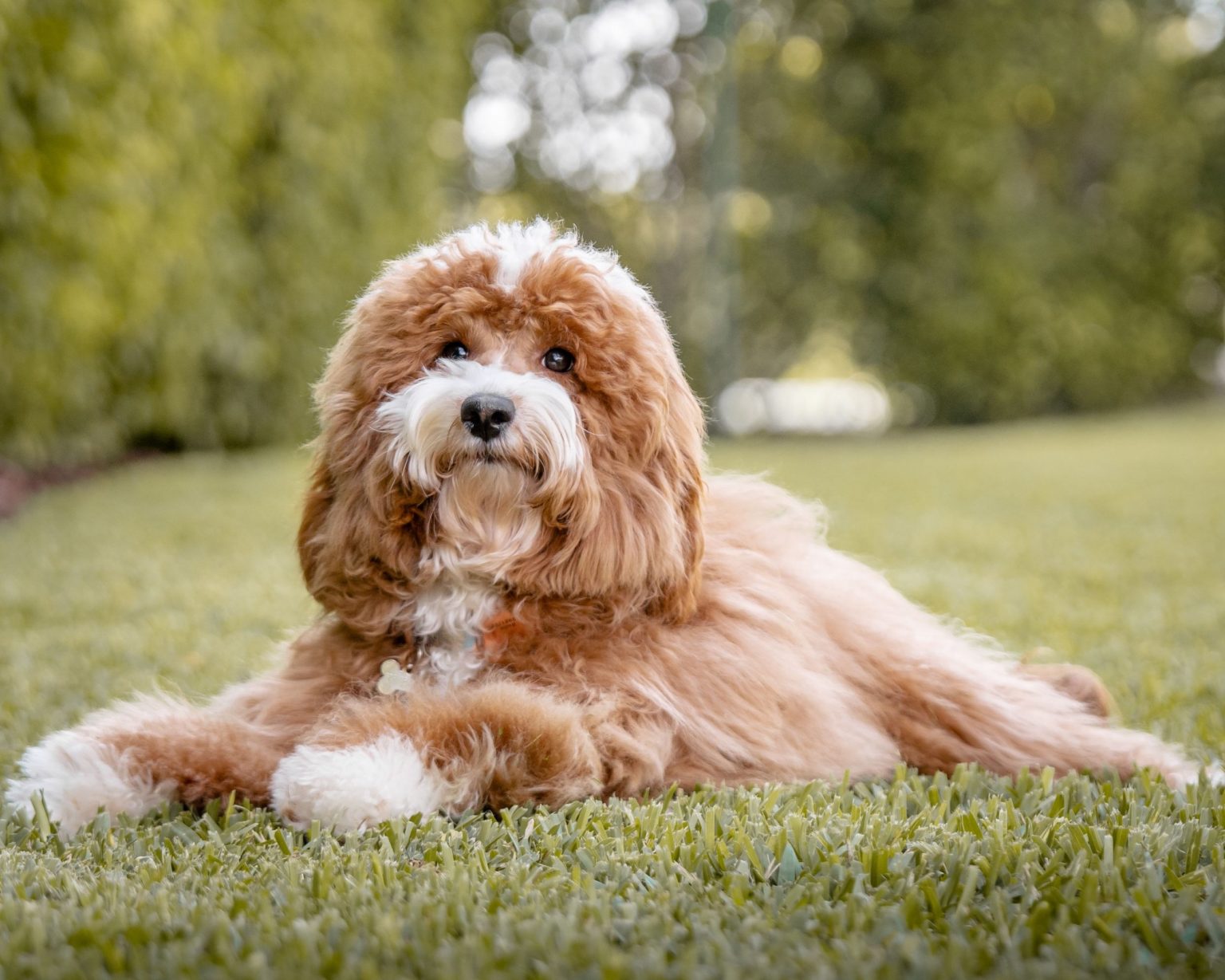Miniature Goldendoodles: Dog Facts, Breed Information, and More ...