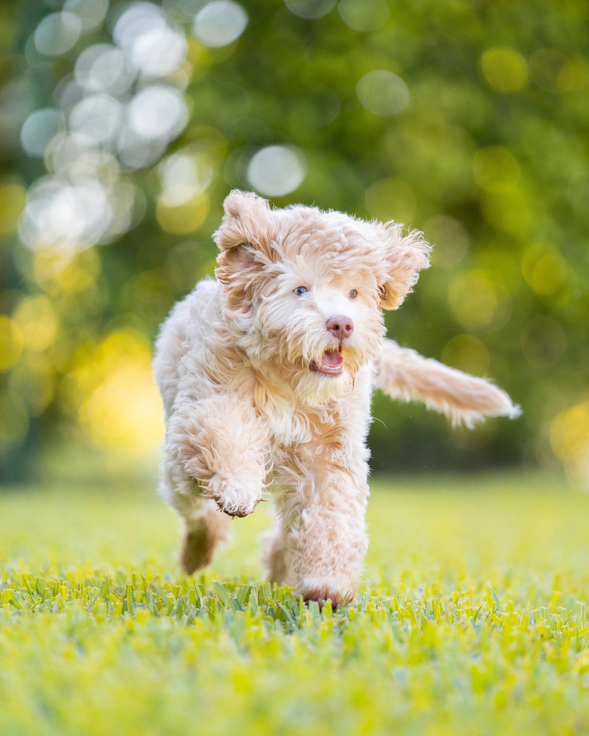 Miniature Goldendoodles: Dog Facts, Breed Information, and More ...
